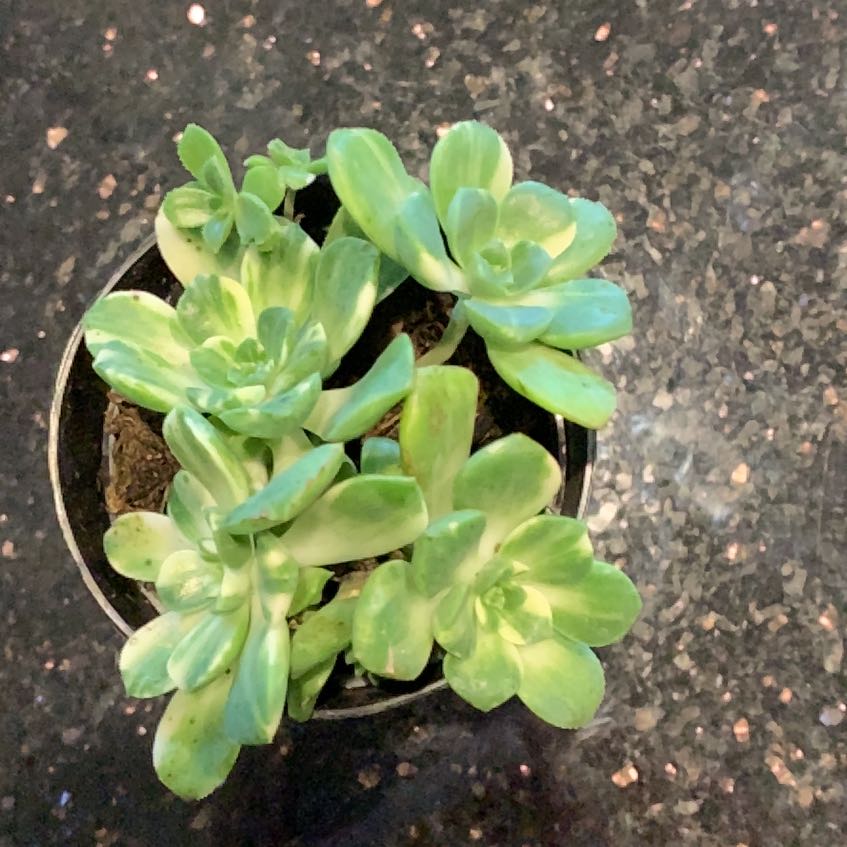 The Complete Aeonium domesticum 'Variegata' Plant Care Guide: Water ...