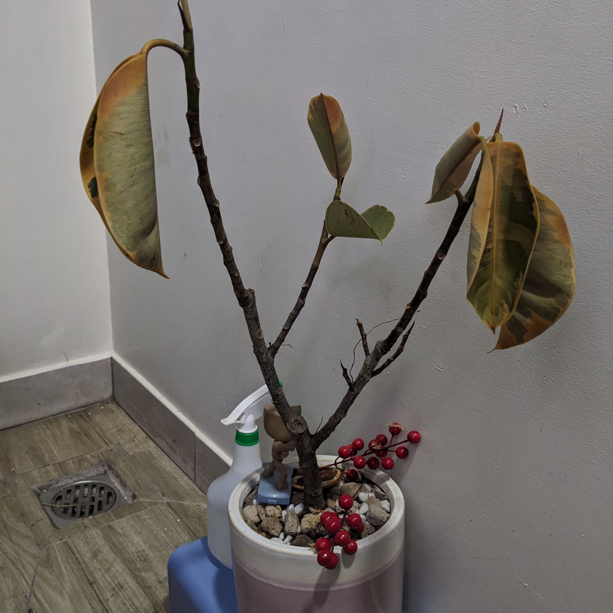 Diagnosing ficus 'belize' root rot