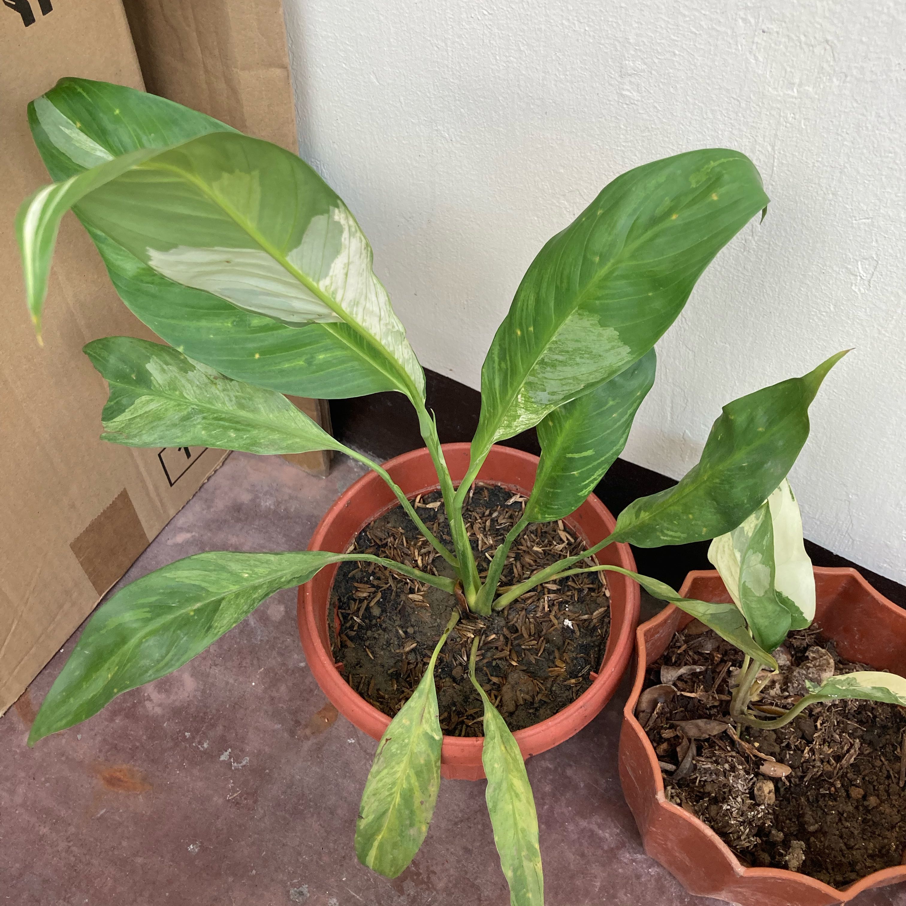 Gregarious | A plant by @HumaneCoconut on Greg