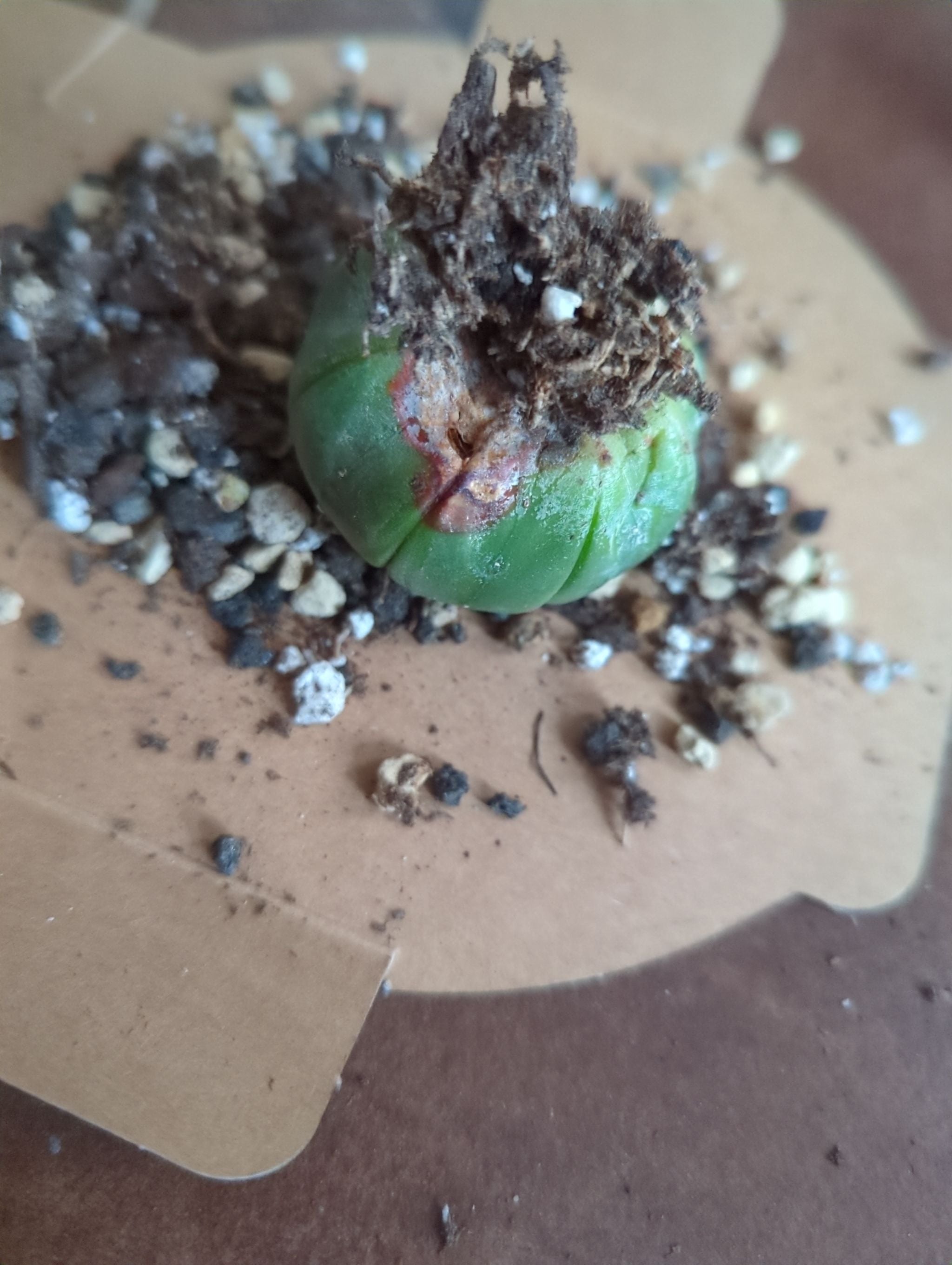 Keep Your Variegated Moon Cactus Alive: Light, Water & Care Instructions