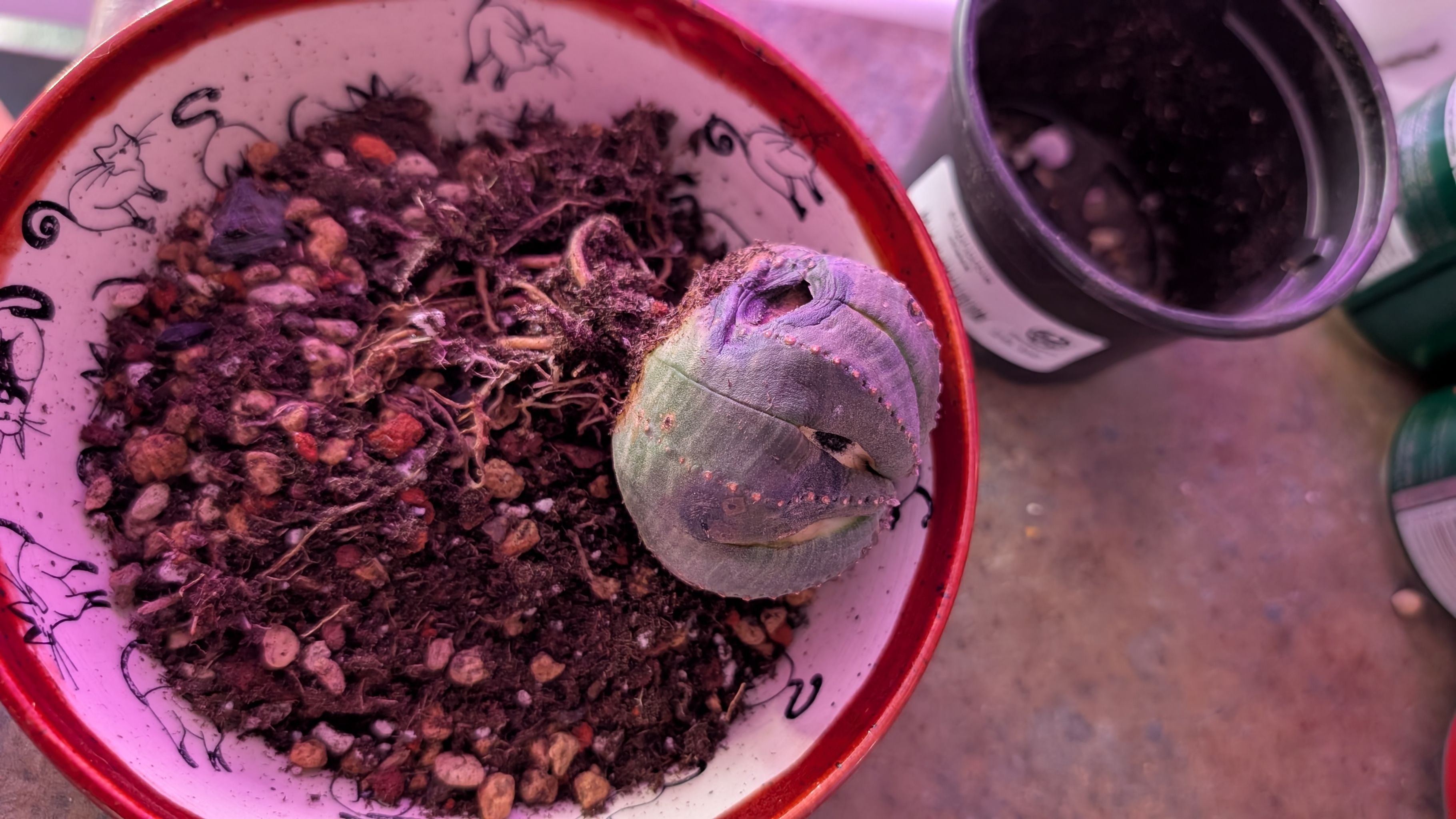 Propagating My Baseball Plant: Step-by-Step Guide