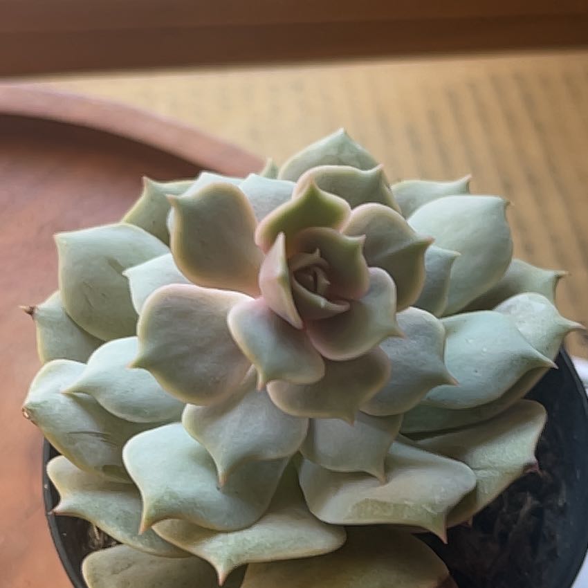 Miley | A plant by @UniversalRosea on Greg