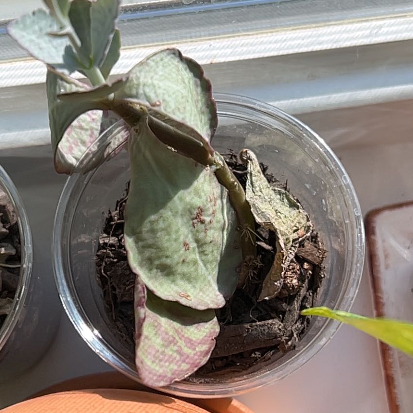 Sage | A plant by @ExaltedPlumtree on Greg