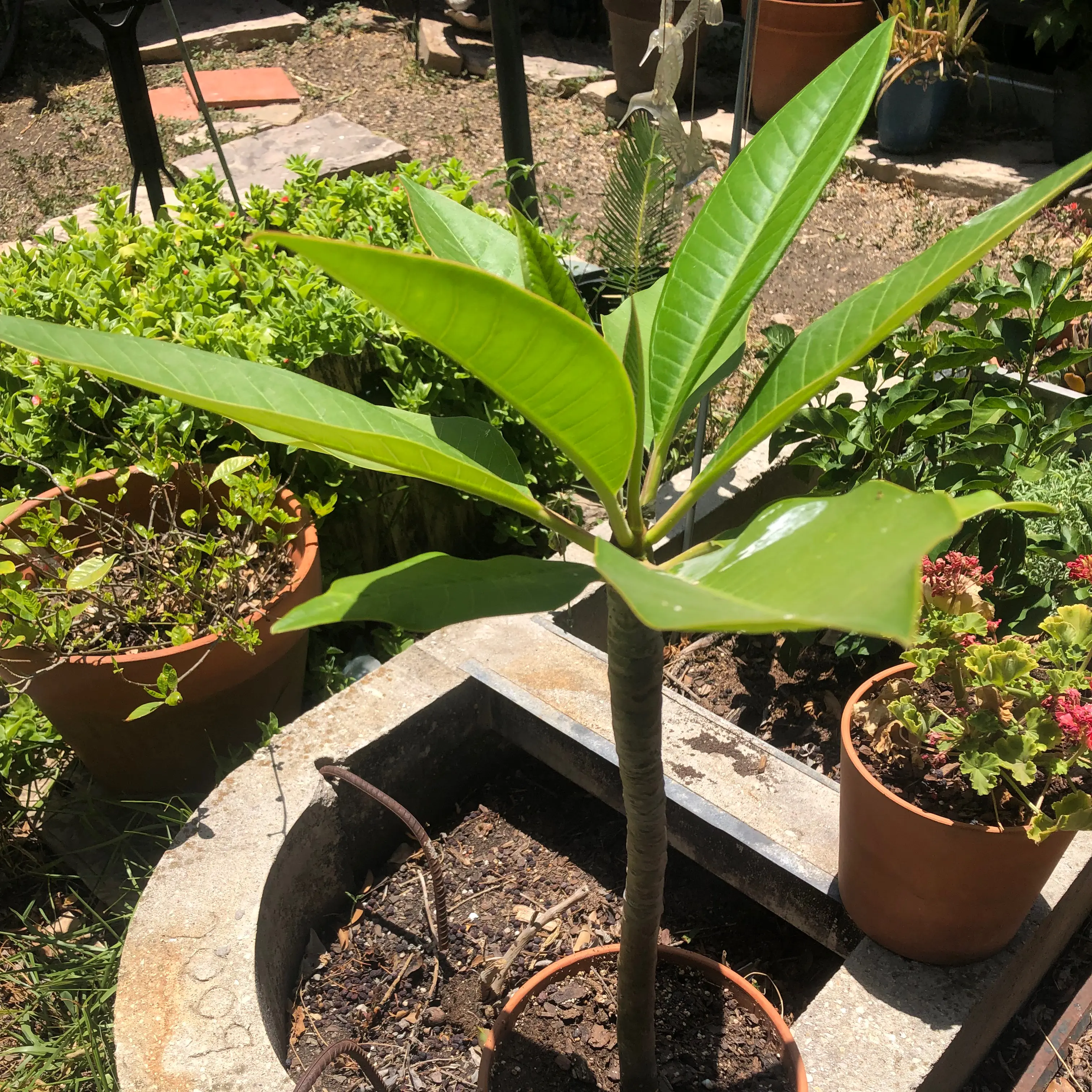Why Are My Red Frangipani Leaves Falling Over?
