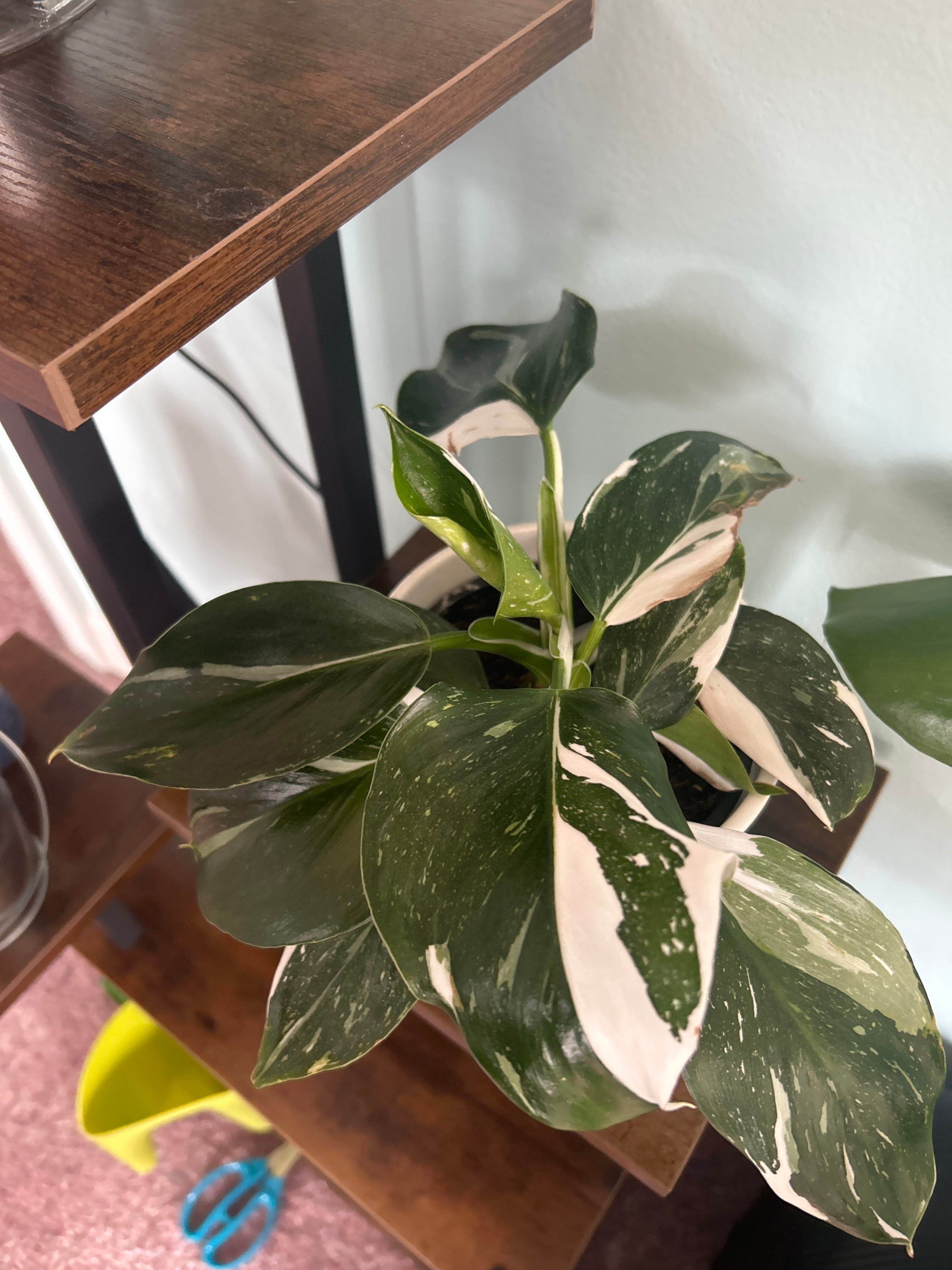 Black Spots on My Philodendron 'White Princess' Leaves