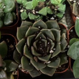 Achilles | A plant by @ApprovingTupeia on Greg