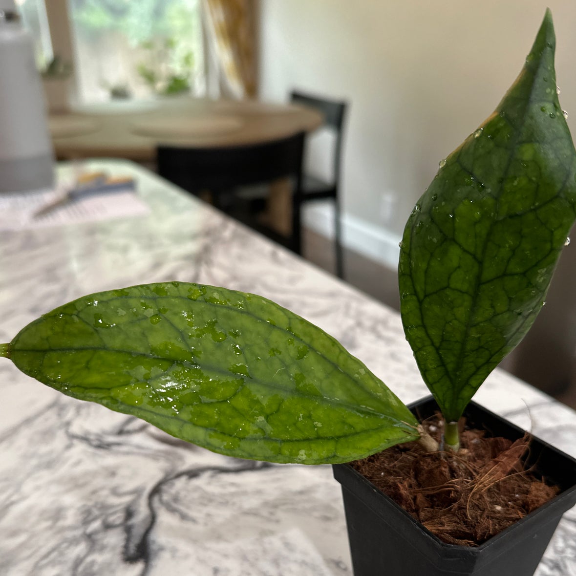 The Complete Hoya Germany Plant Care Guide: Water, Light & Beyond