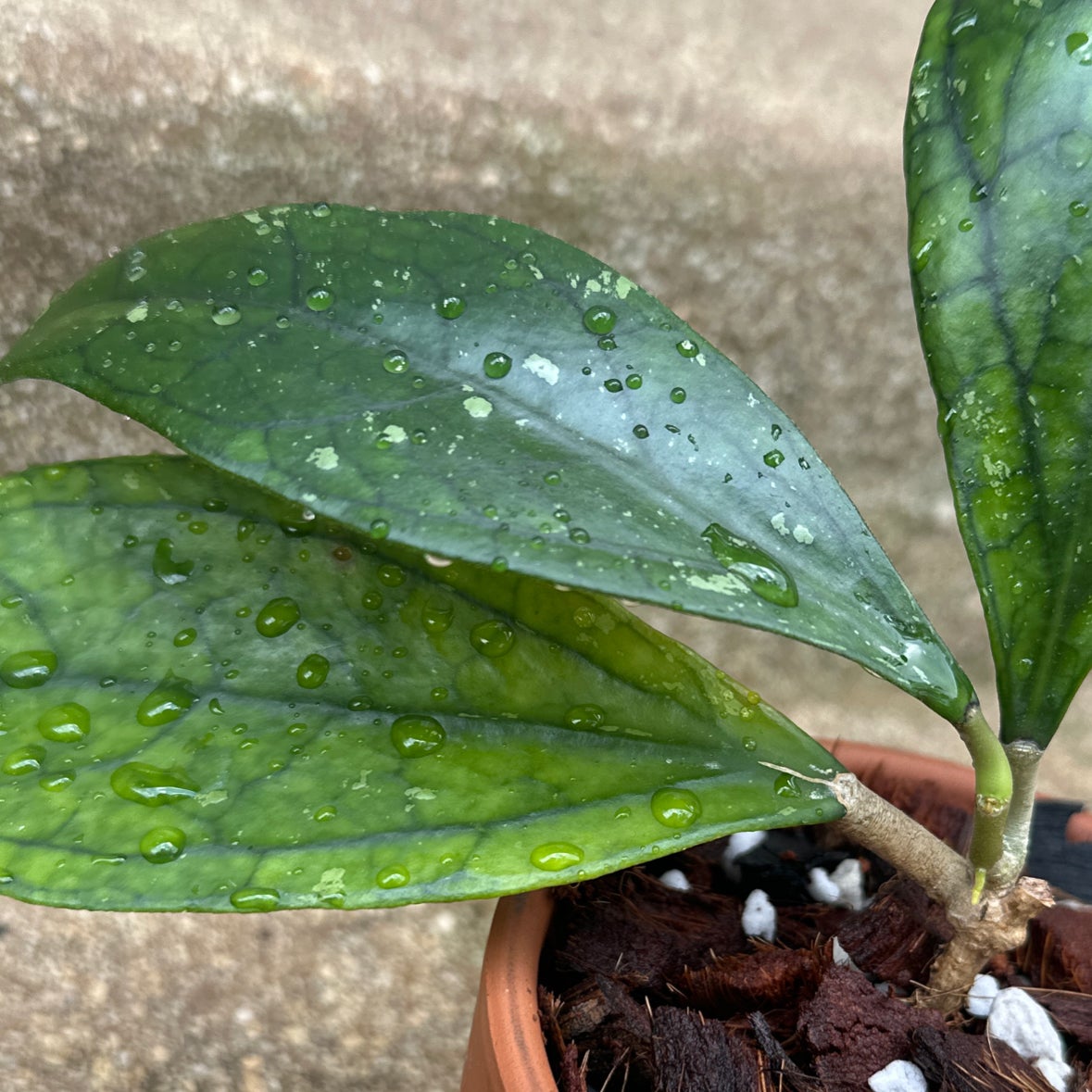 The Complete Hoya Germany Plant Care Guide: Water, Light & Beyond