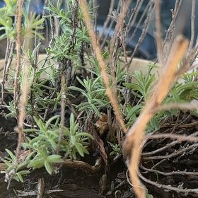 Captain Plant-it | A plant by @NoblyBalsamfir on Greg