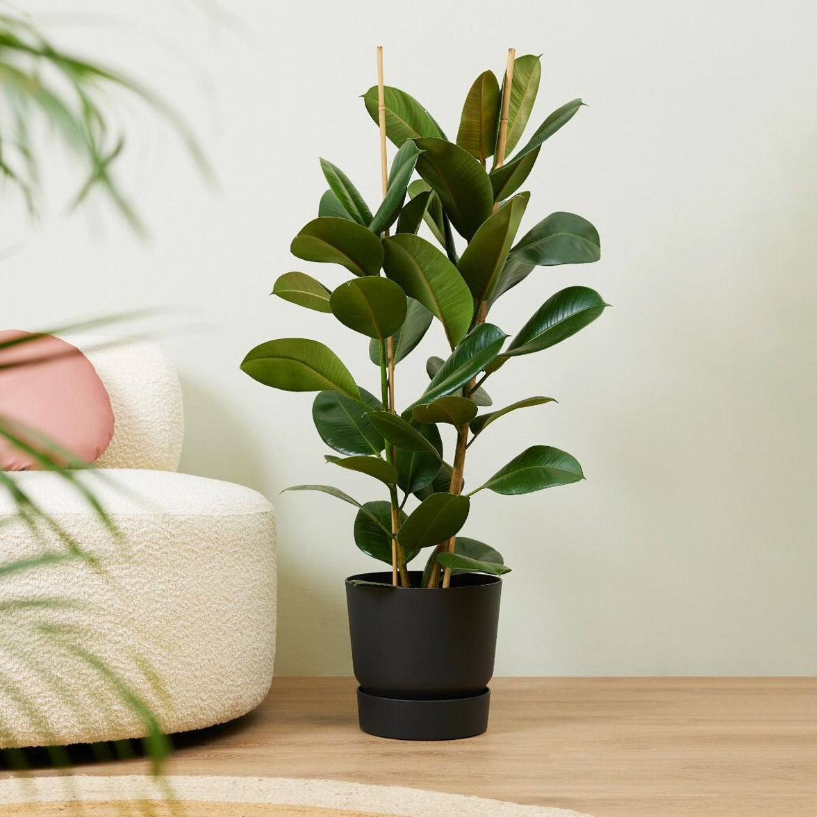 All About Your Rubber Plant's Roots