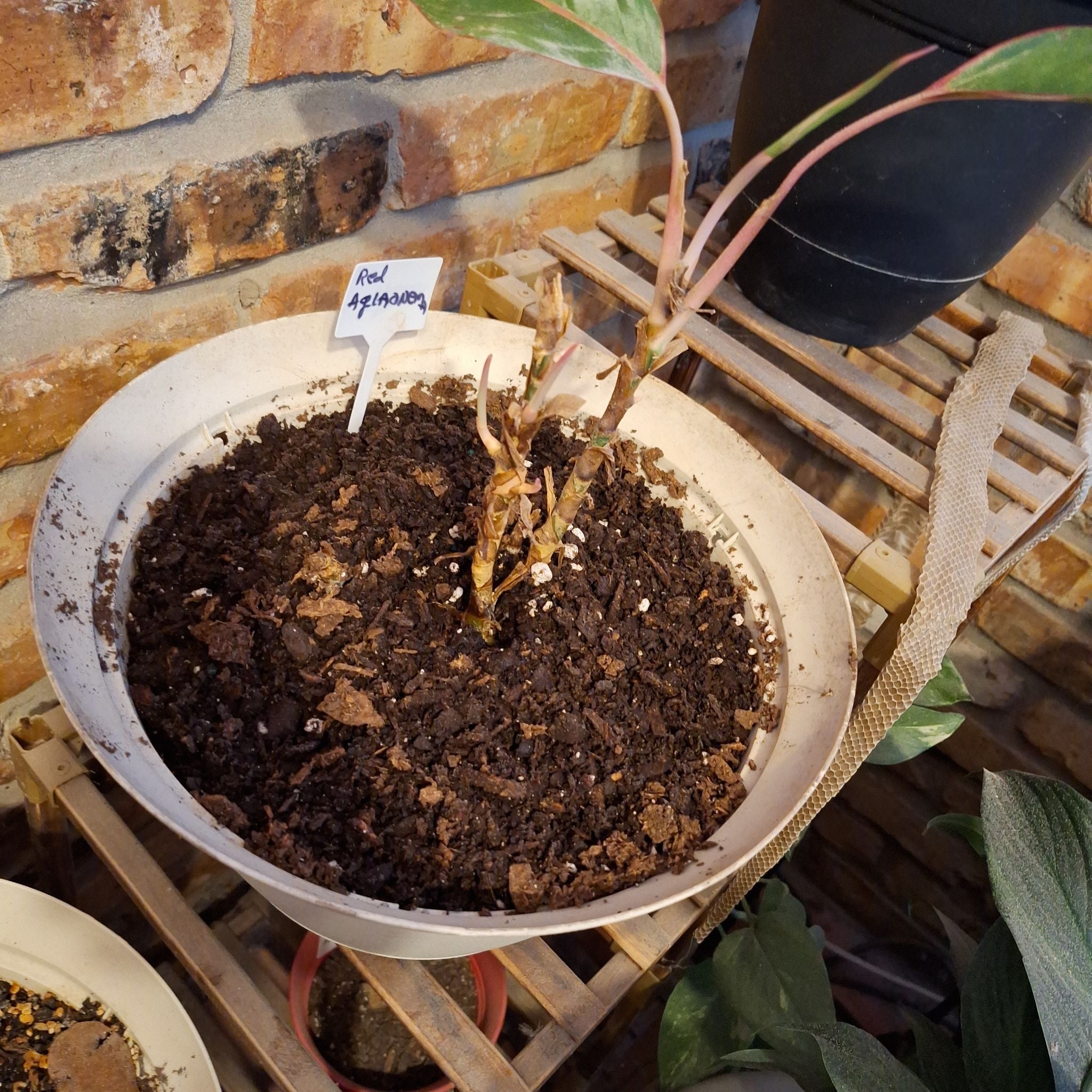 Aglaonema Red Gold Plant Care: Water, Light, Nutrients | Greg App 🌱