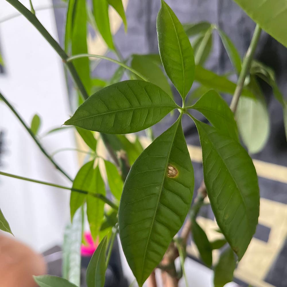 Common Money Tree Problems Common Money Tree Problems