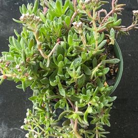 Crassula picturata Plant Care: Water, Light, Nutrients | Greg App 🌱
