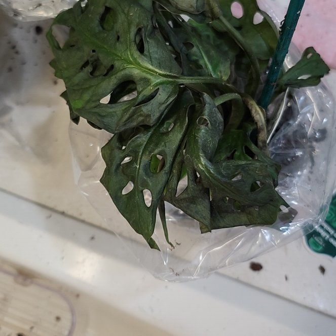 Messi | A plant by @EbullientBlue on Greg