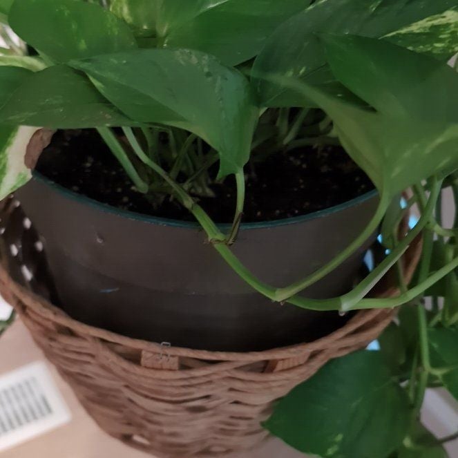 Nemo | A plant by @FirstBookaloe on Greg