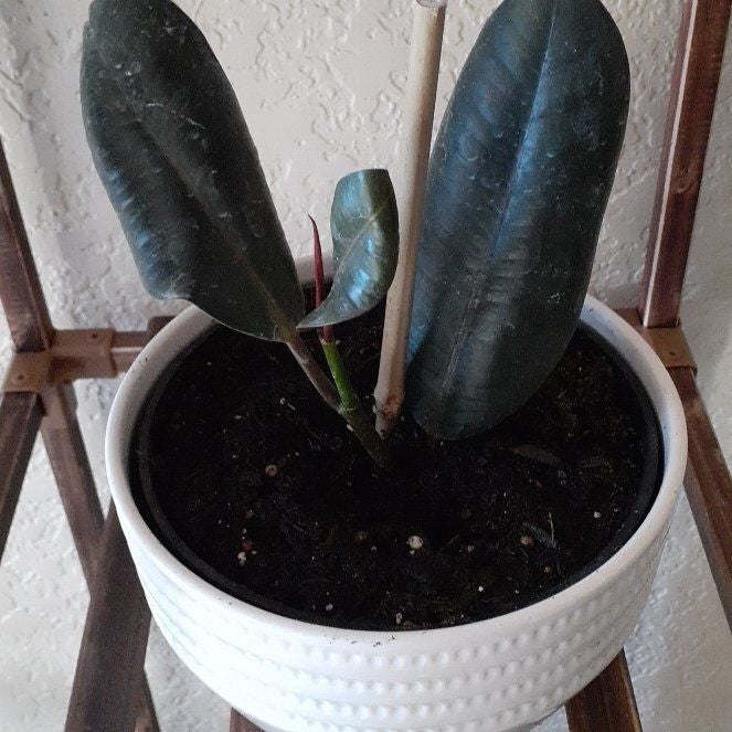 Prince | A plant by @GuruKiwifruit on Greg