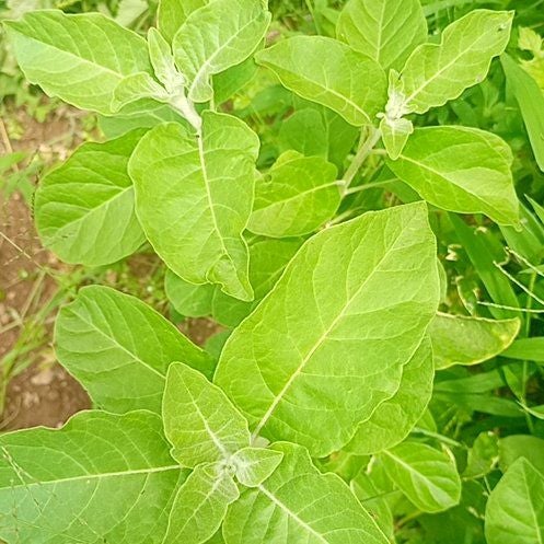 Crown Flower Plant Care: Water, Light, Nutrients | Greg App 🌱