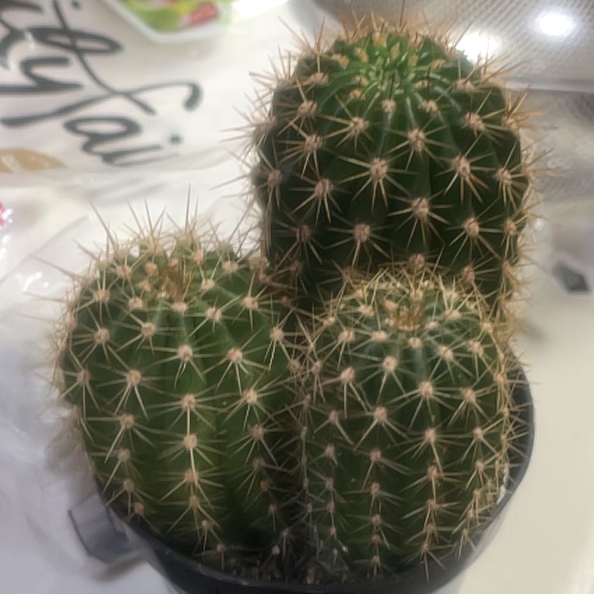 The Complete Trichocereus grandiflorus Hybrid Plant Care Guide: Water ...