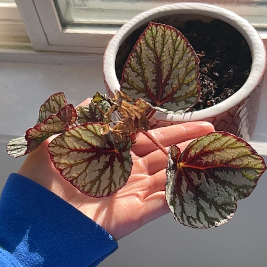 Bruce Lee | A plant by @CongenialCorn on Greg