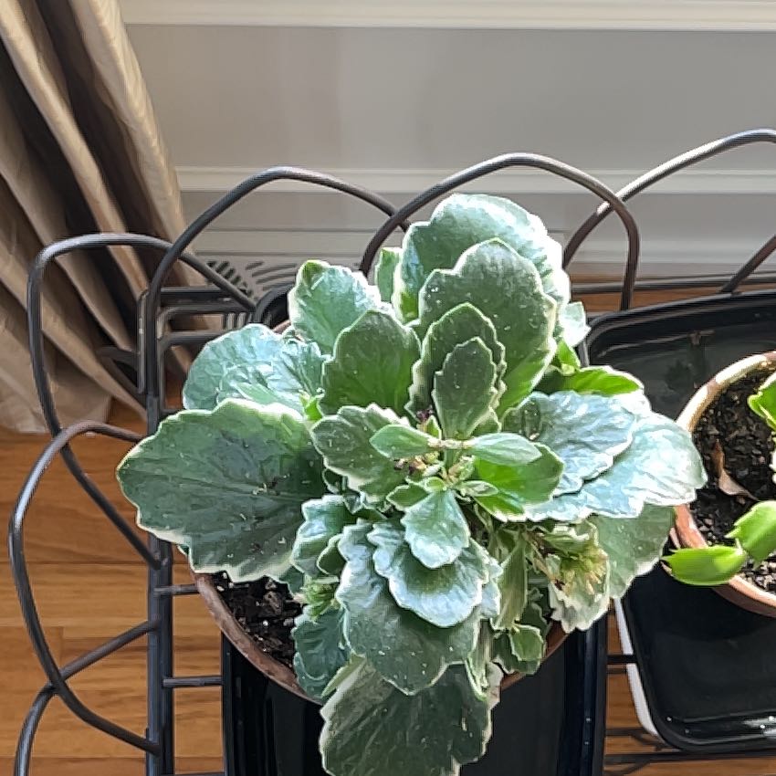 Kobe | A plant by @StarOrchids on Greg