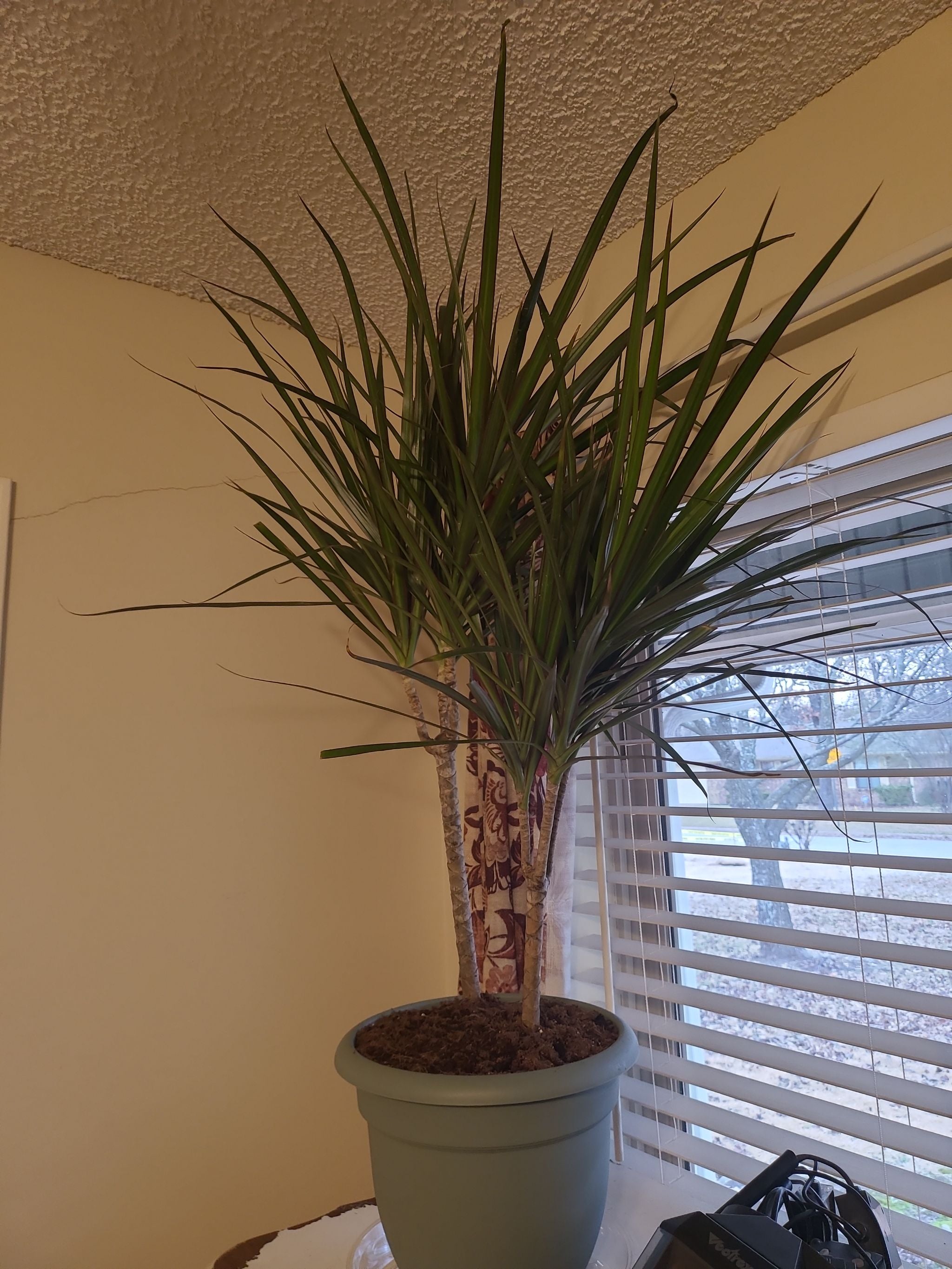 Yucca 'Solaris' Care 101: Water, Light & Growing Tips