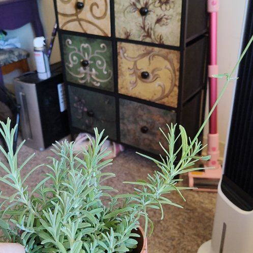Athena | A plant by @SincerePothos on Greg