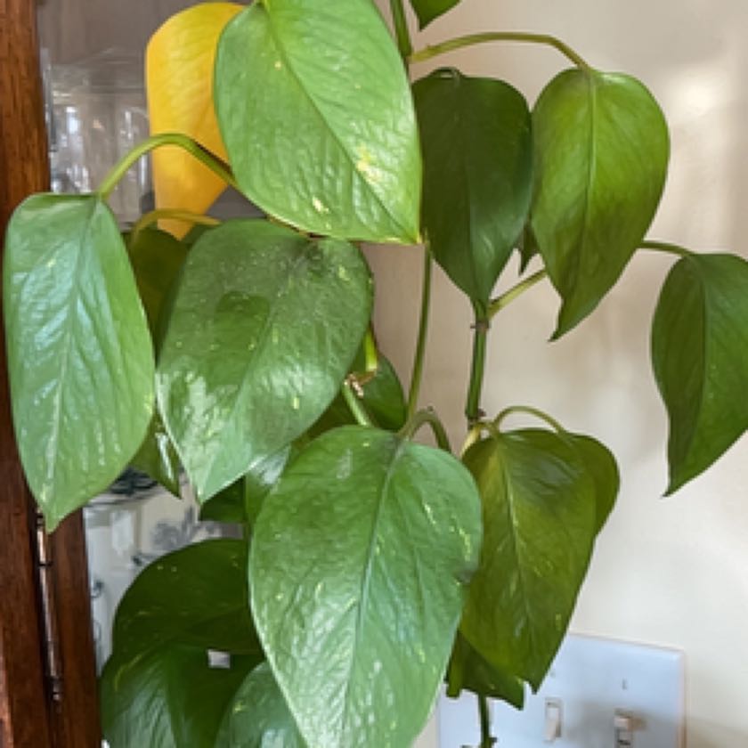 Marley | A plant by @DebonairKatsura on Greg