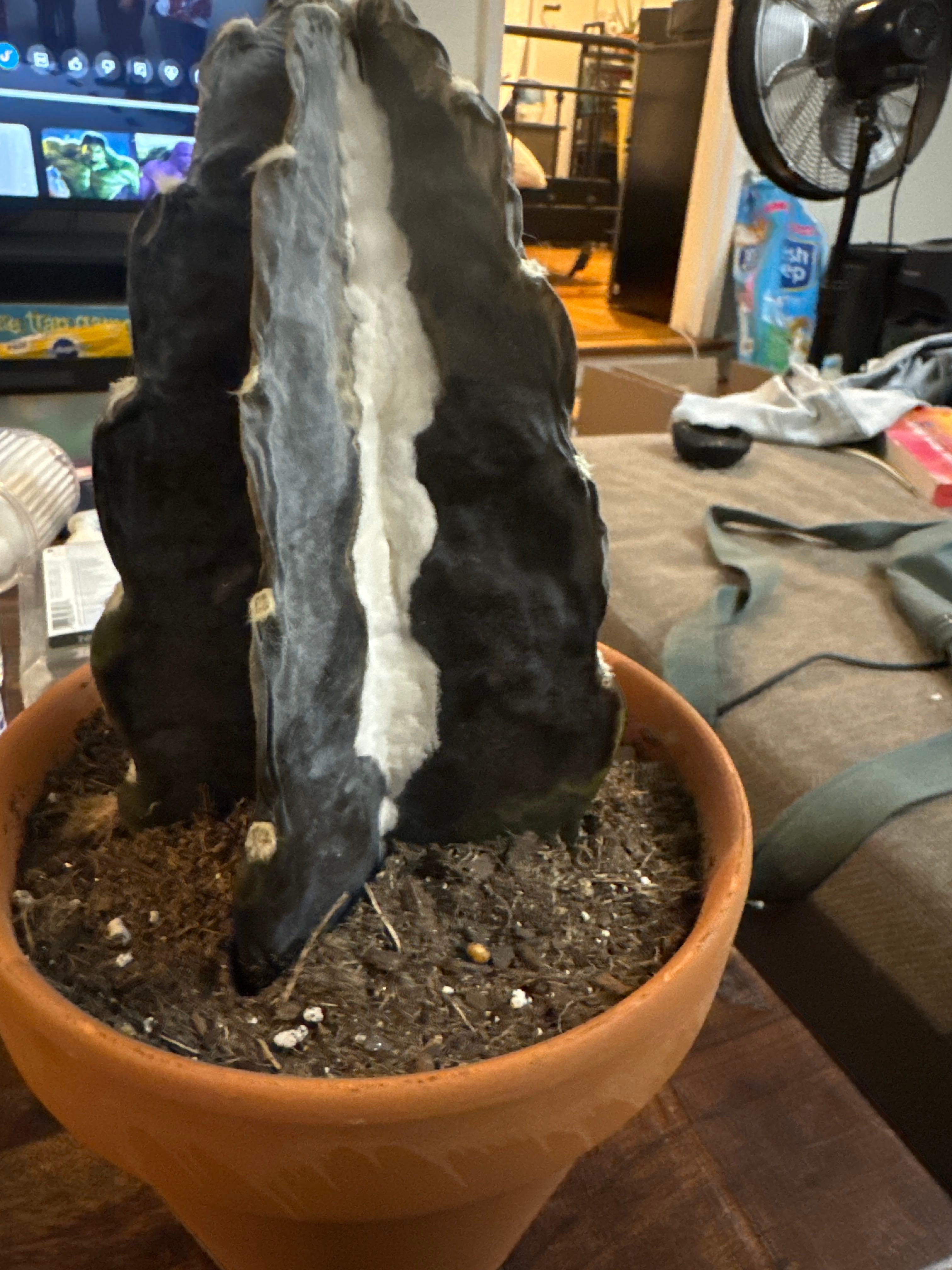 Curiosity Plant Plant Care: Water, Light, Nutrients | Greg App 🌱