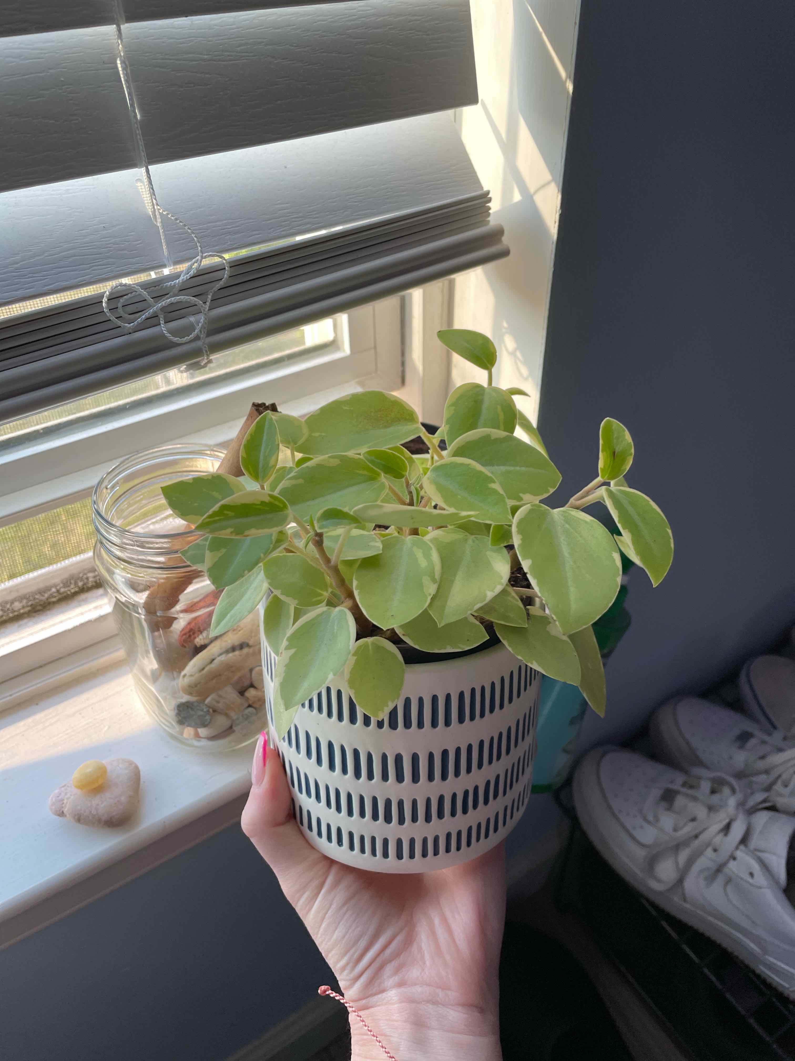 How Do I Propagate My Variegated Teardrop Peperomia?