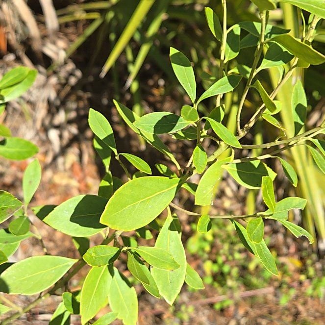 What Temperature Does My Inkberry Need?