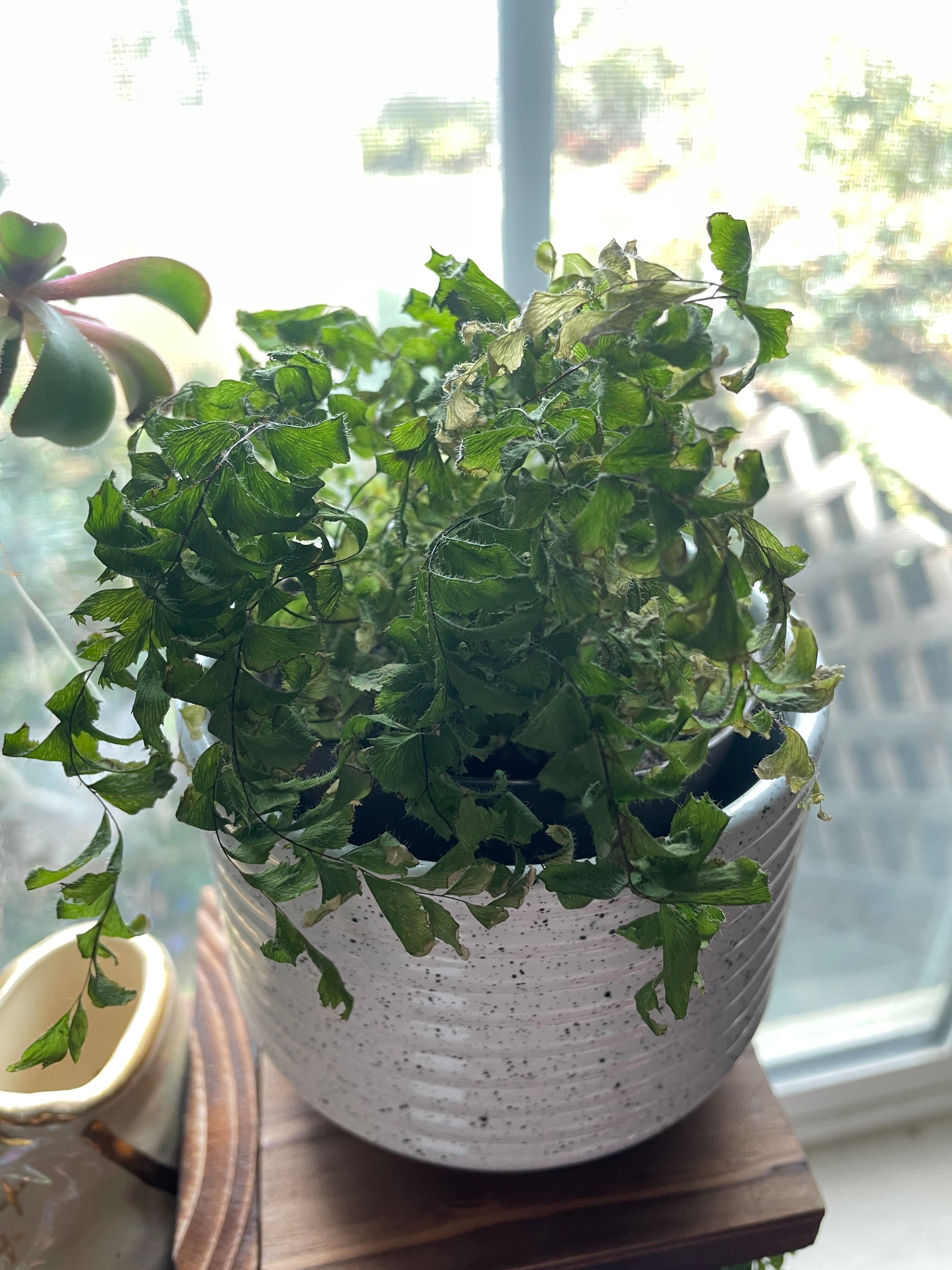 Bronze Venus Fern Care 101: Water, Light & Growing Tips