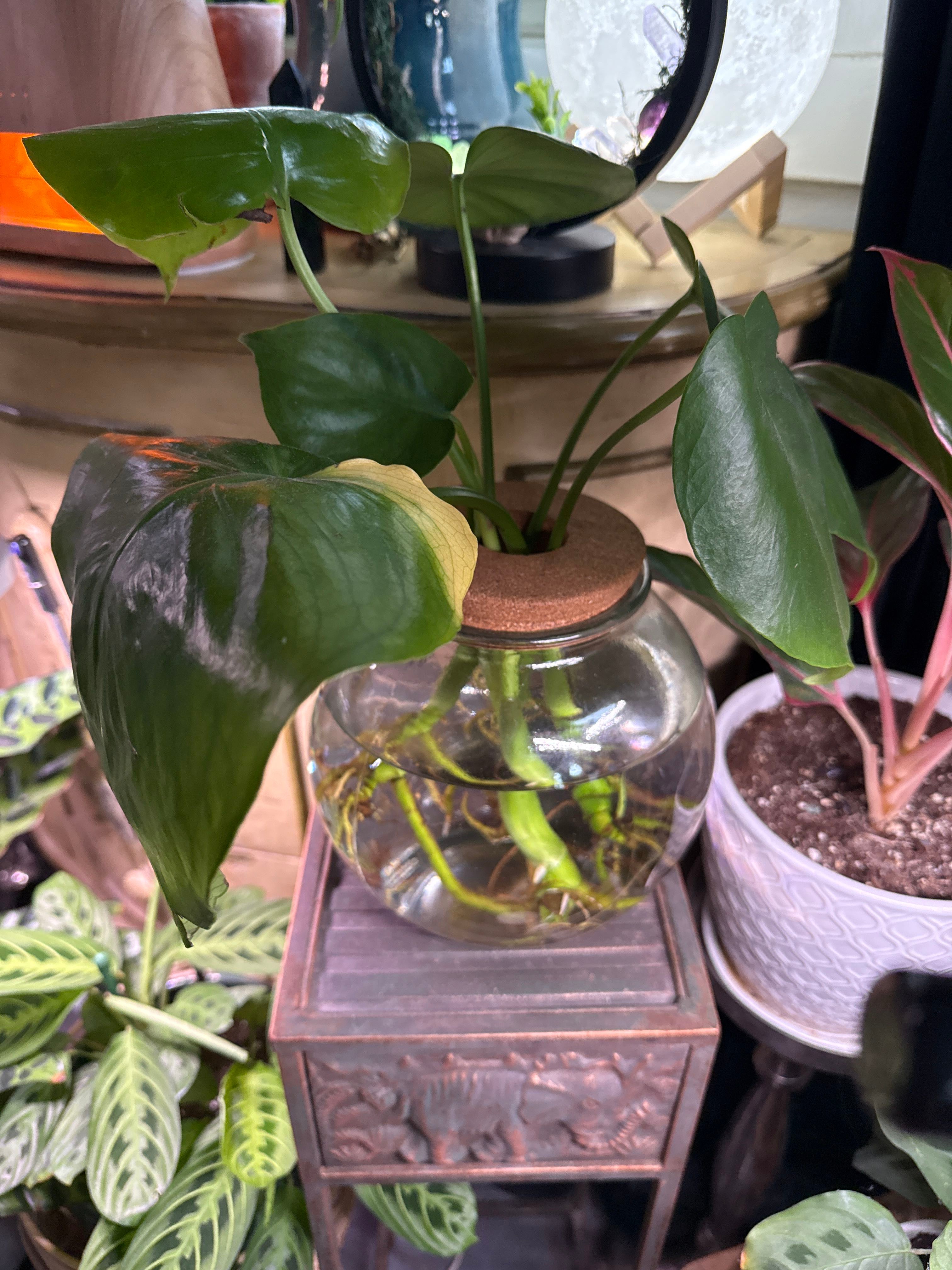 Why is her leaf turning?