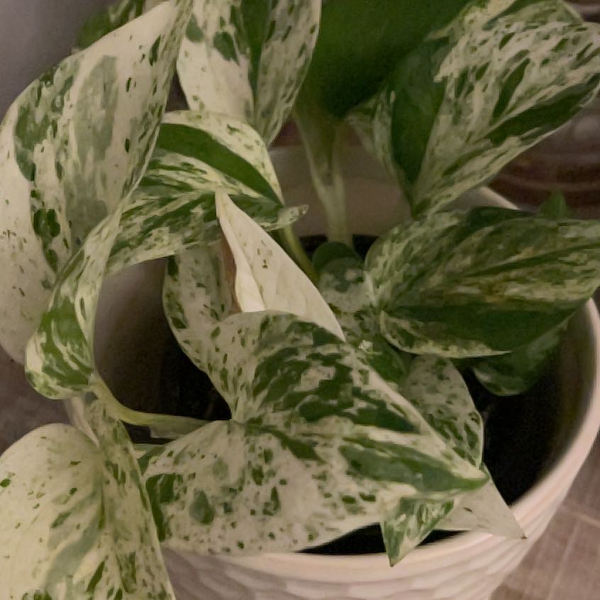 Bella Boo | A plant by @plantamoure on Greg