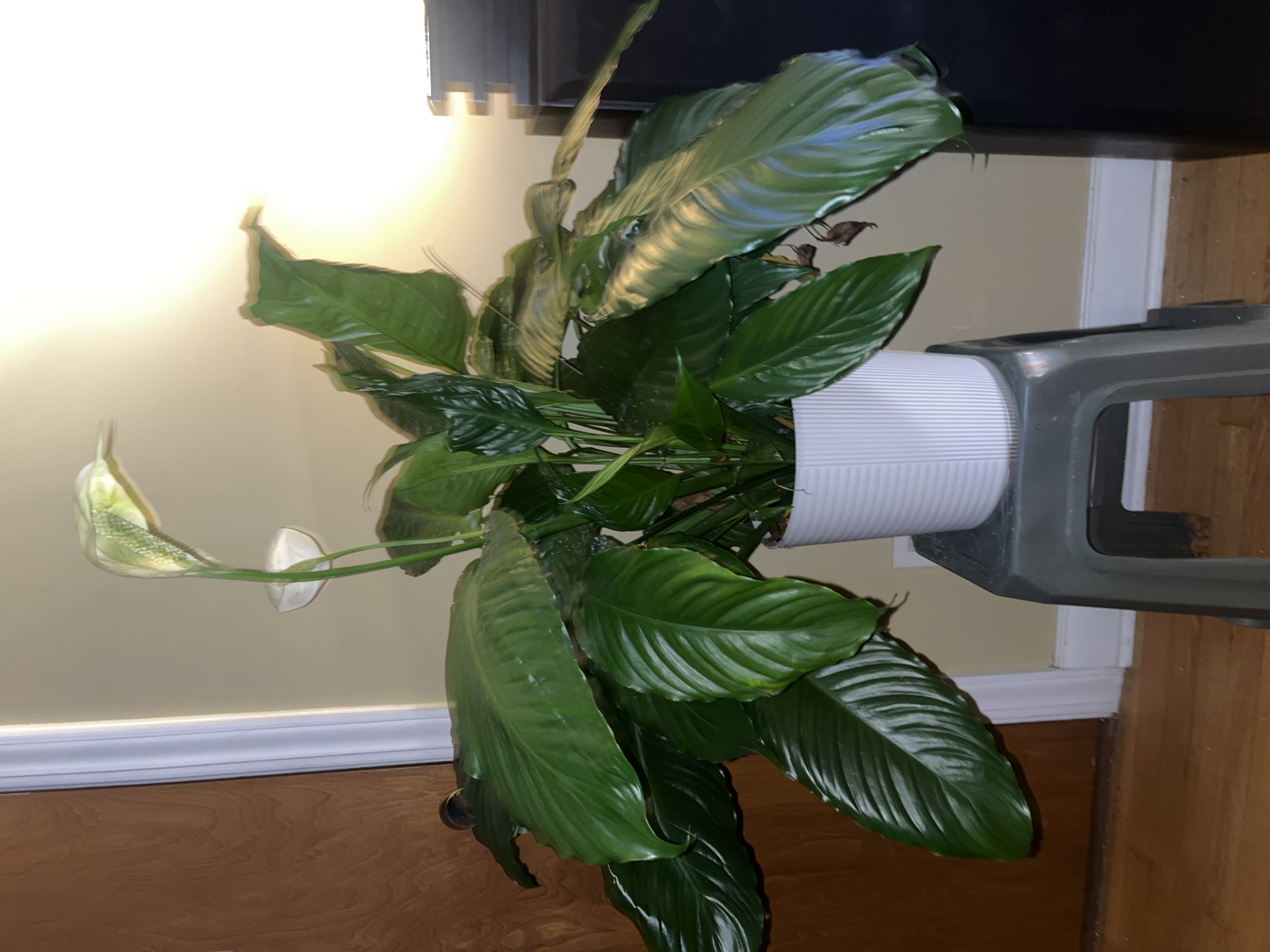 Why Are There Brown Spots On My Peace Lily Leaves?