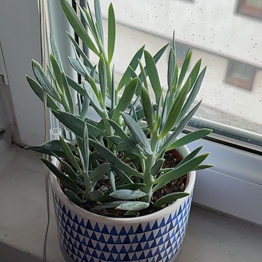 Fertilizing My Skyscraper Senecio
