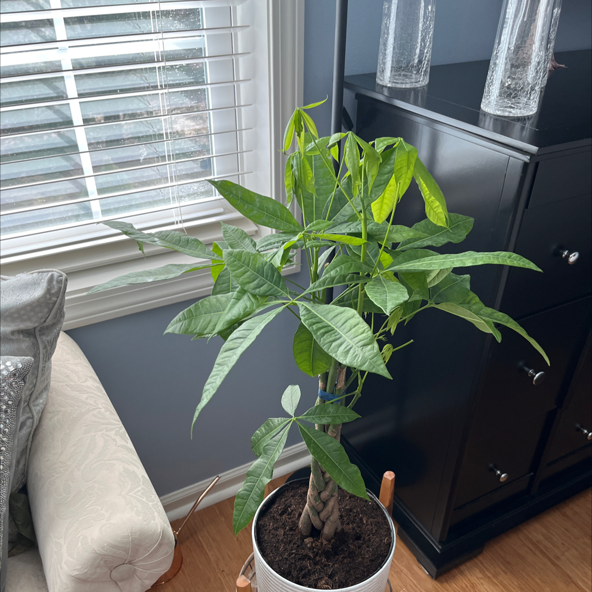 Achilles | A plant by @FamedBromeliad on Greg