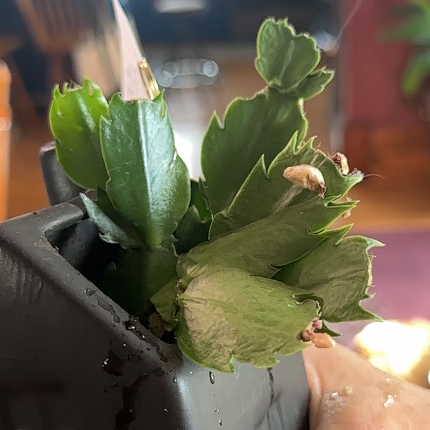 Spike Leaves | A plant by @WordsmithKaro on Greg