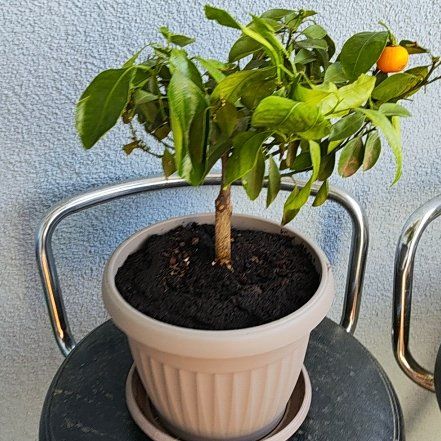 Calamansi Plant Care: Water, Light, Nutrients | Greg App 🌱