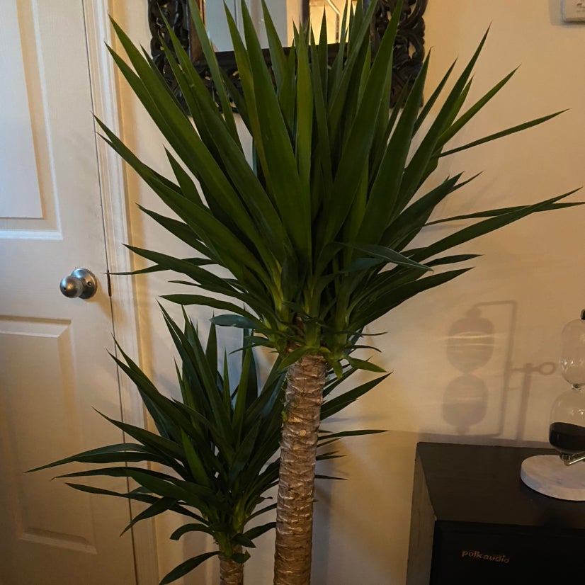 Zeus | A plant by @LargeLithop on Greg