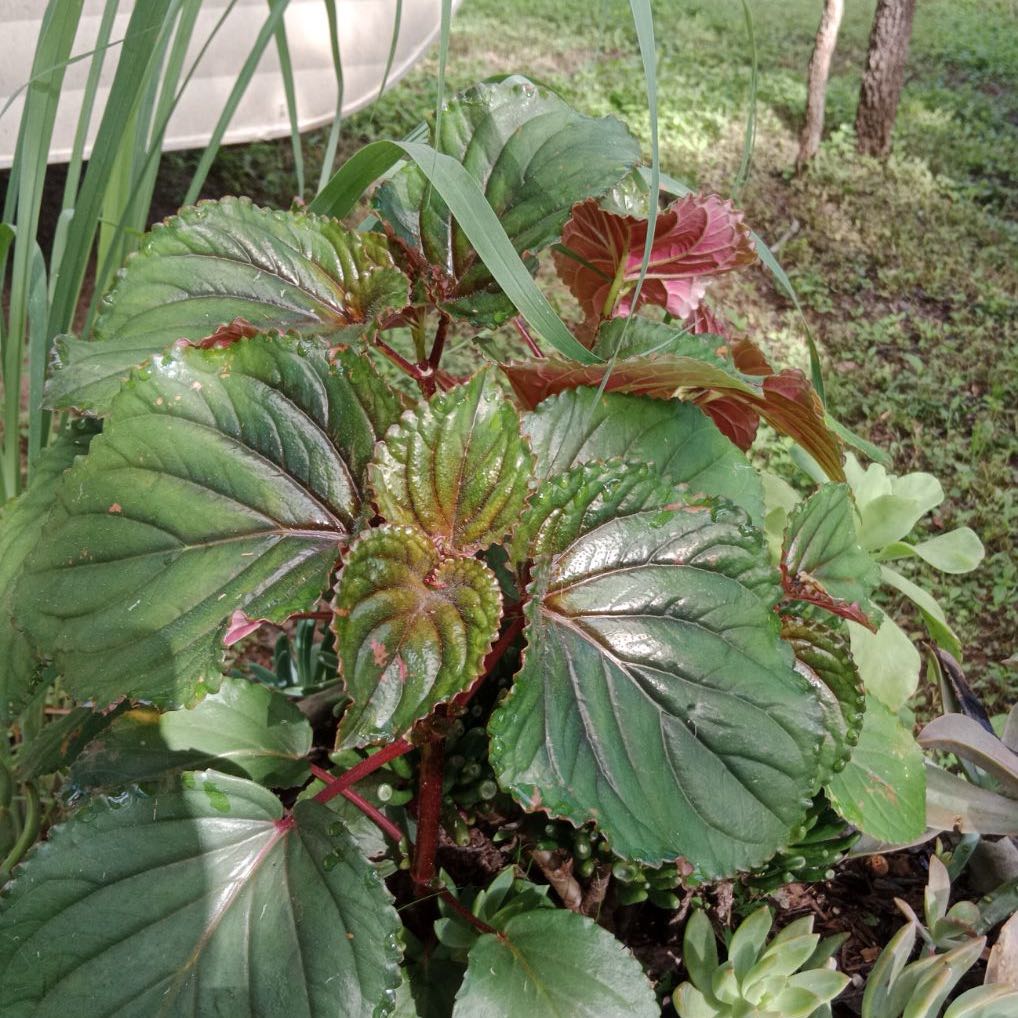 Nemo | A plant by @PureMangotree on Greg