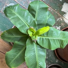 Tree Diddy | A plant by @RadBeakedrush on Greg