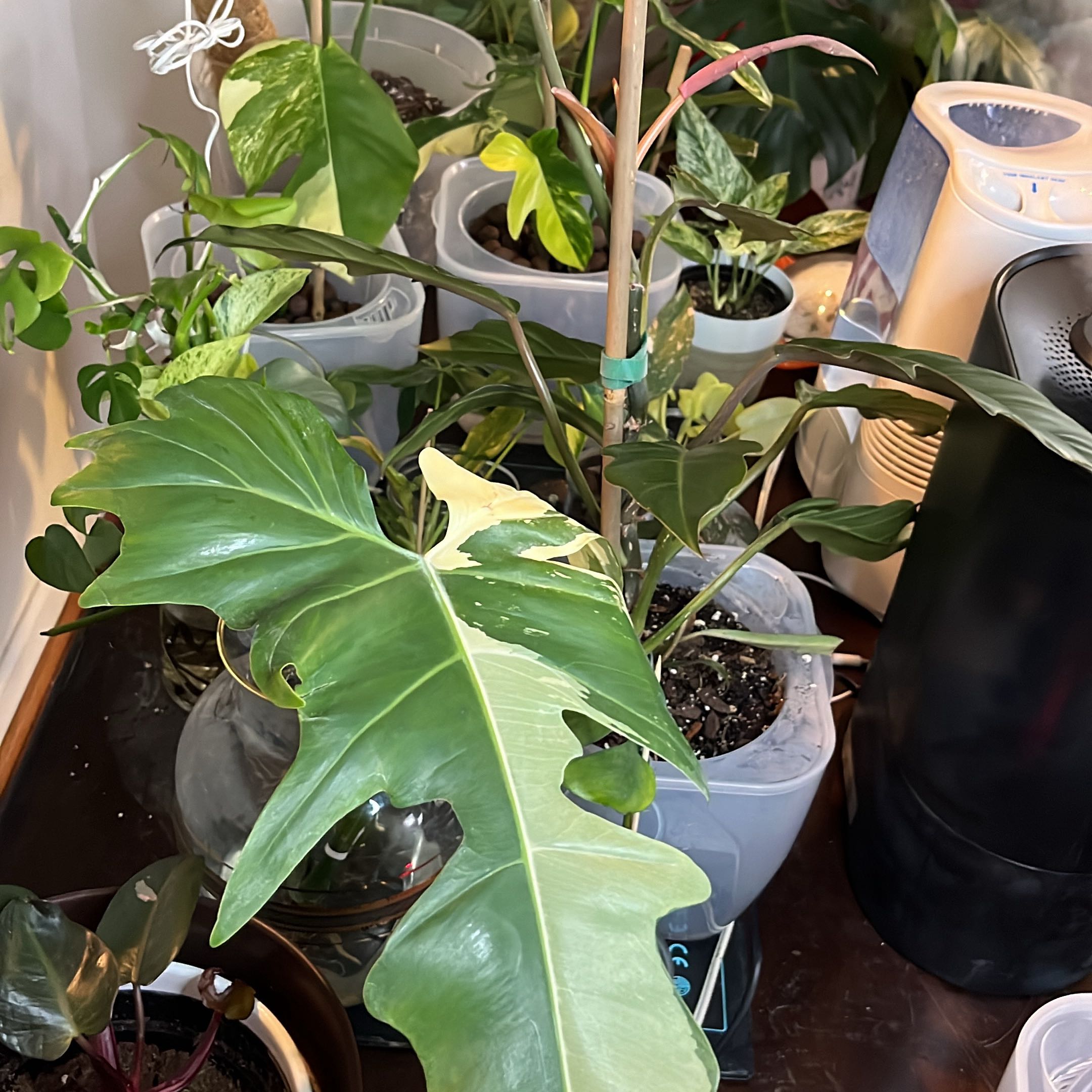 Keep Your Philo Golden Dragon Alive: Light, Water & Care Instructions