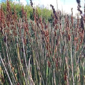 The Complete Common Scouring-Rush Plant Care Guide: Water, Light & Beyond