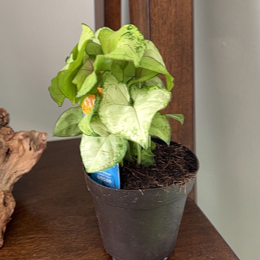 Dax | A plant by @KingpinJavafern on Greg