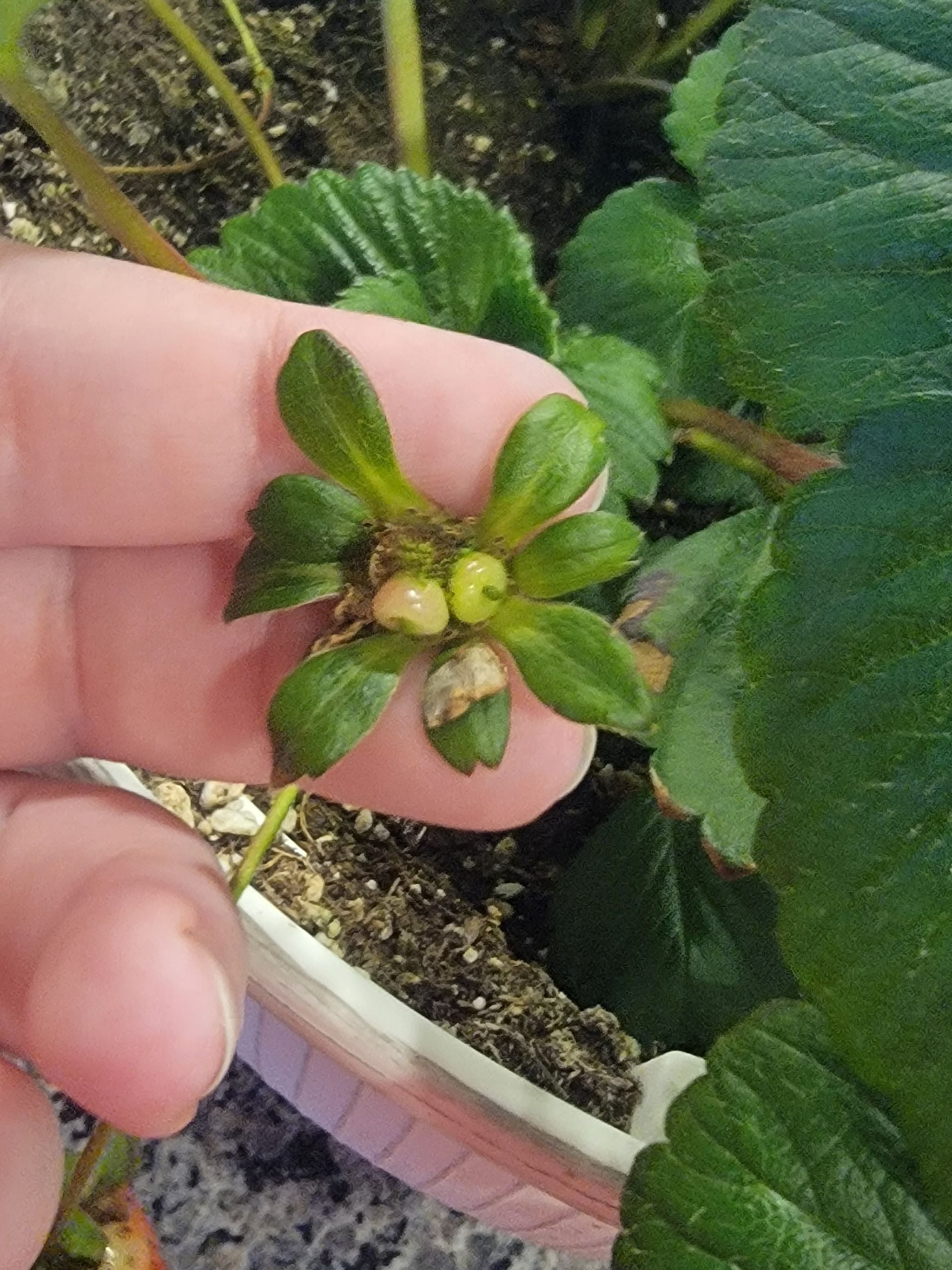 🍓 How Do I Fix strawberry root rot?