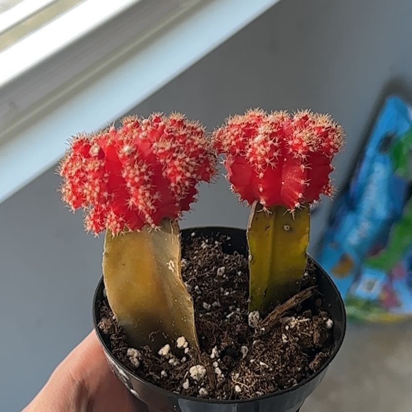 Achilles | A plant by @ActiveHawthorn on Greg