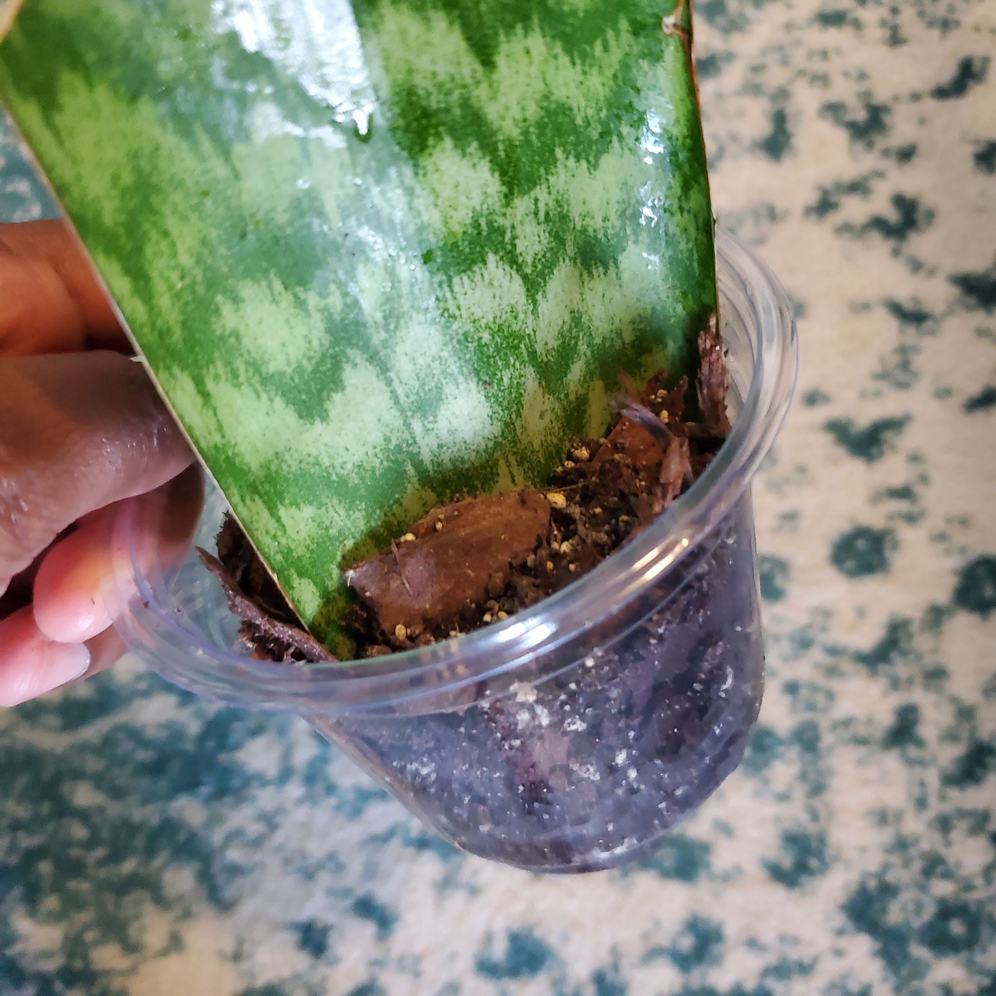 🐍 Why Are My Jaboa Snake Plant Leaves Curling?