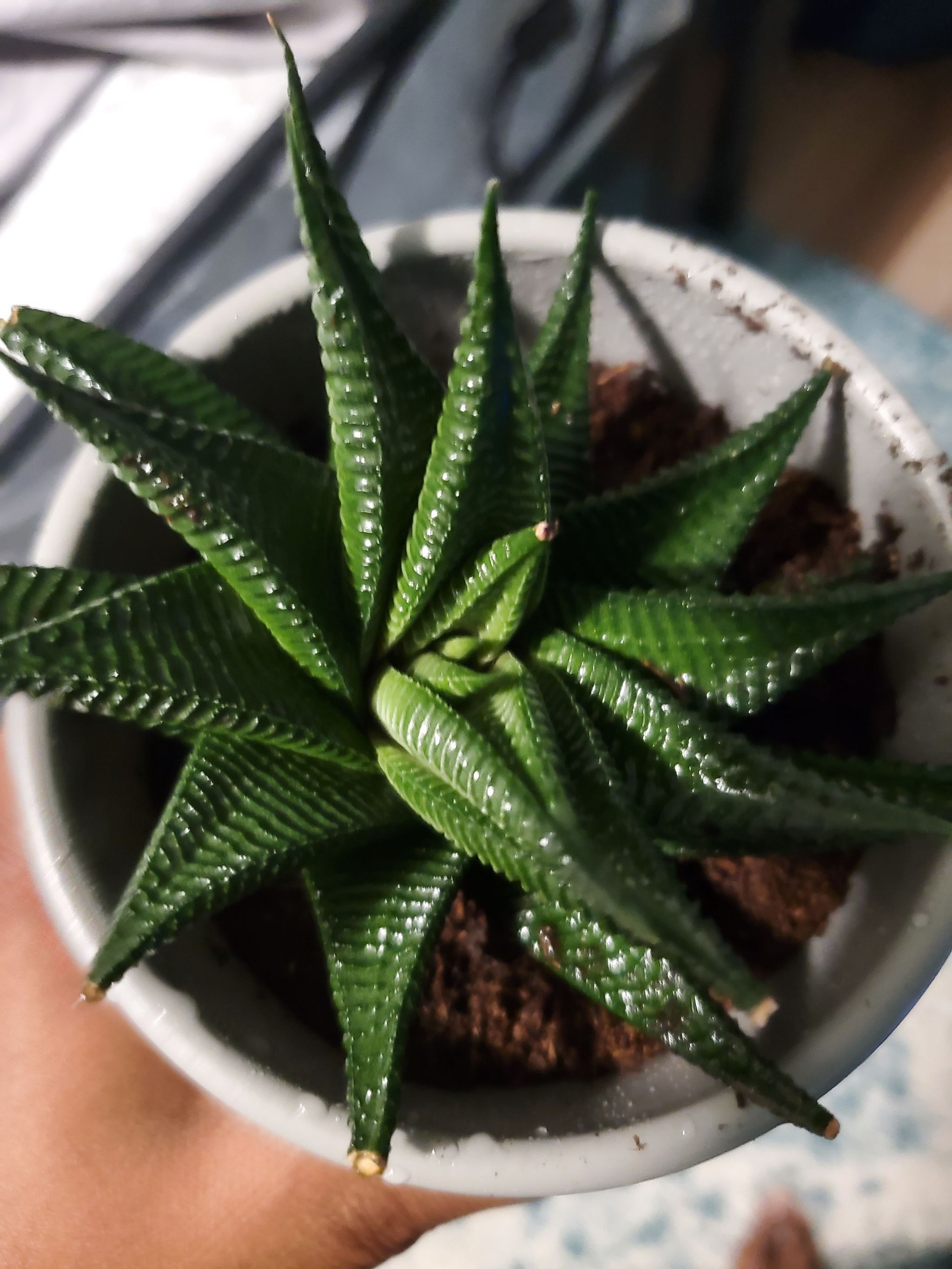 Meet, spike. This plant had an impressive root system l...
