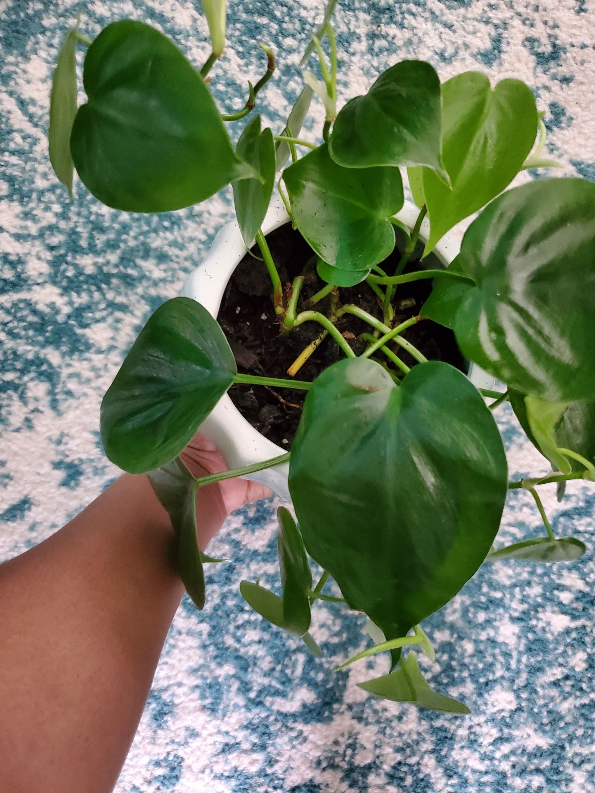 Why Does My Philodendron 'Rio' Have Yellow Leaves?