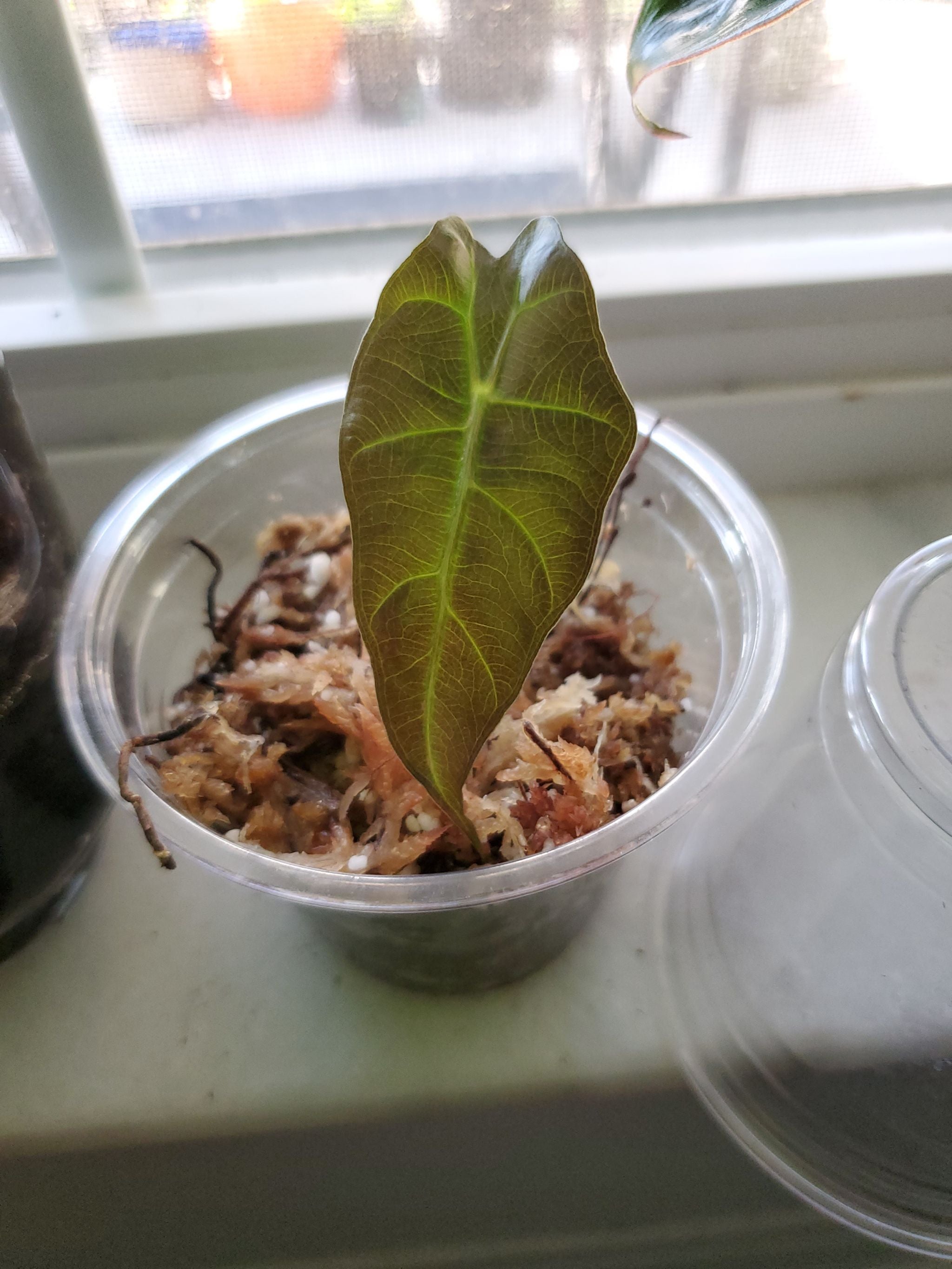 Alocasia 'Flying Squid' Plant Care: Water, Light, Nutrients | Greg App 🌱